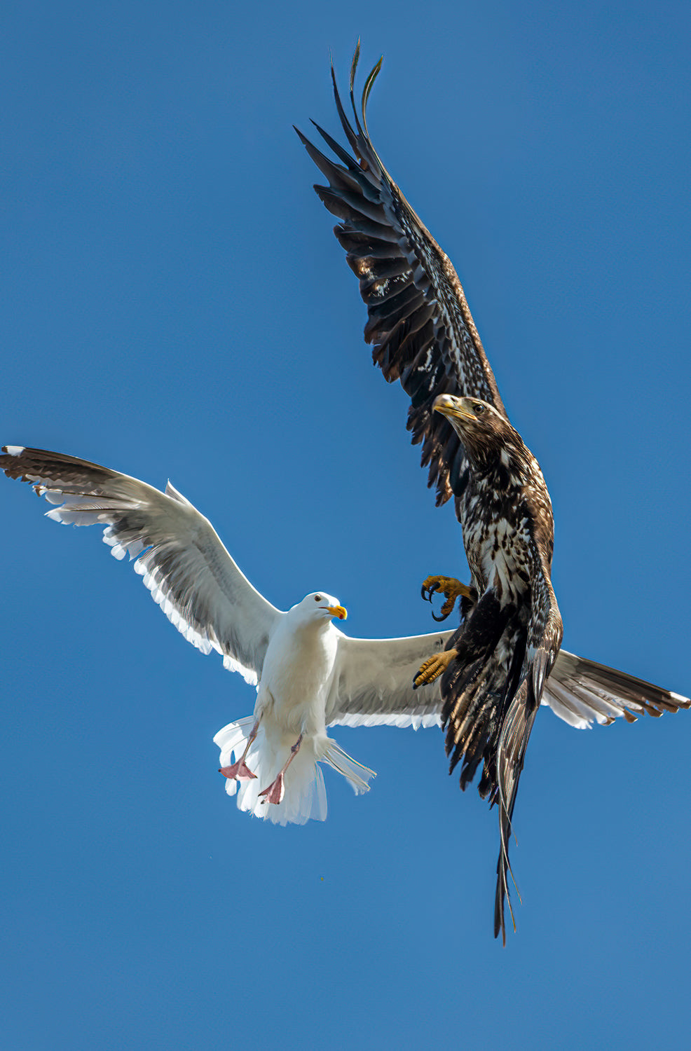 Gull versus Eagle – J.burkephotos